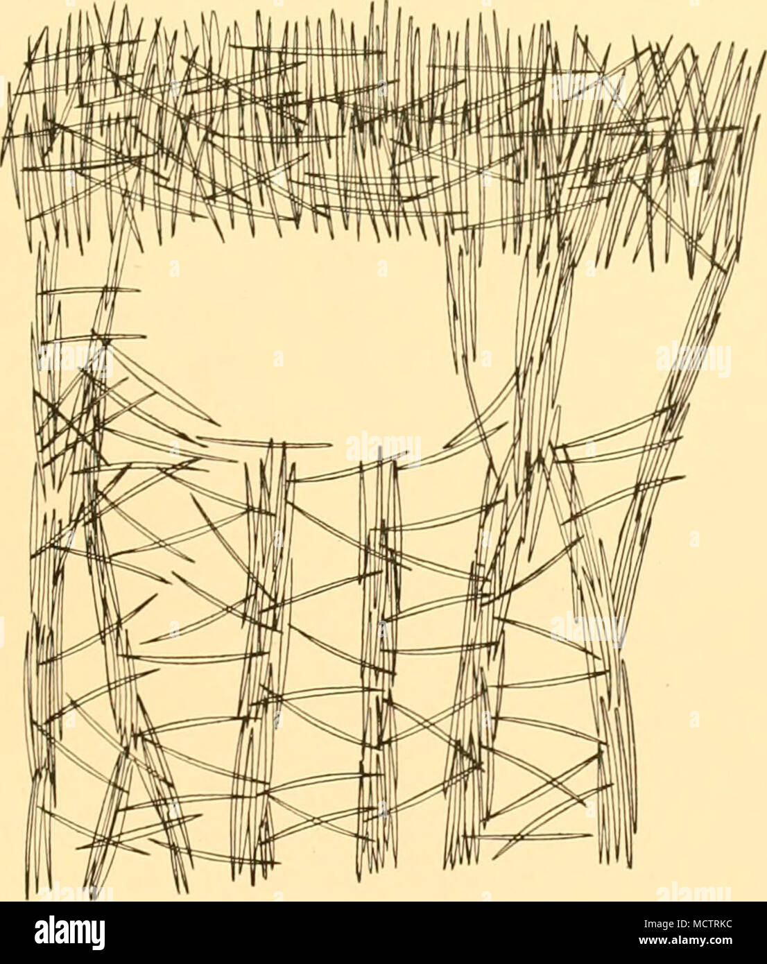 . Fig. II. Hemigellius pachyderma, sp.n. a, section at right angles to ...