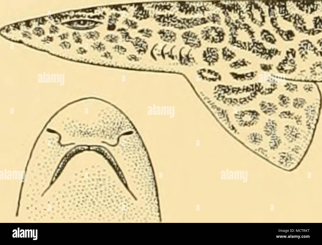 St ann s well hi-res stock photography and images - Alamy