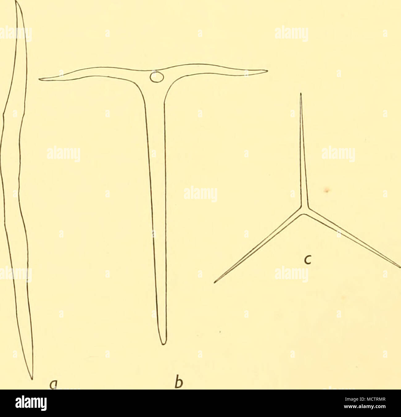 . Fig. 5. Leucaltis gastrorhahdifera, sp.n. a, rhabd; b, sagittal ...