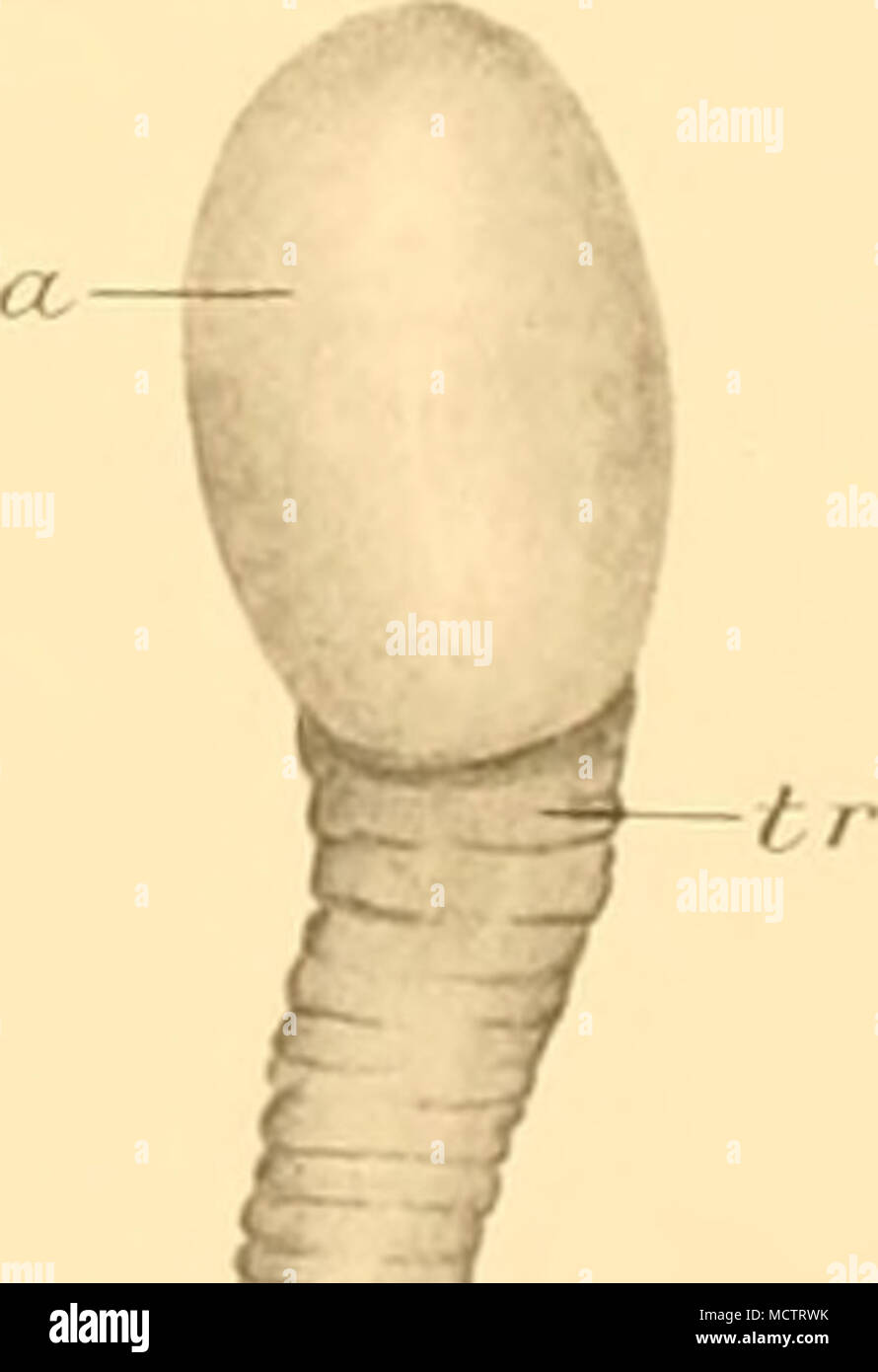 Cephalodiscus High Resolution Stock Photography and Images - Alamy