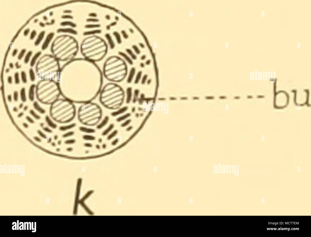 . J Fig. 6. Development of down feathers: diagrammatic. a, skin ...
