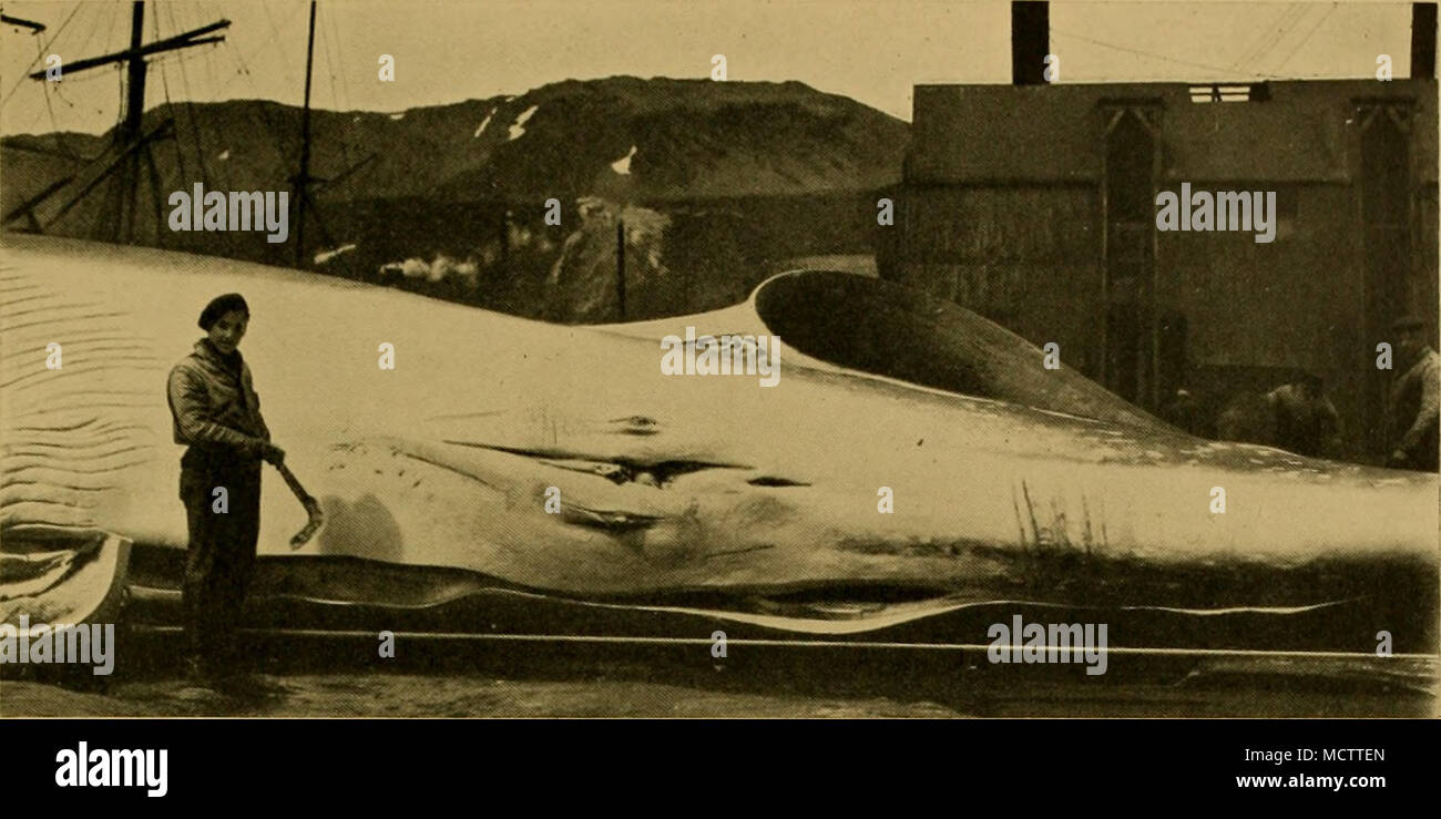 . Fig. i A. Saunders phot Stock Photo - Alamy