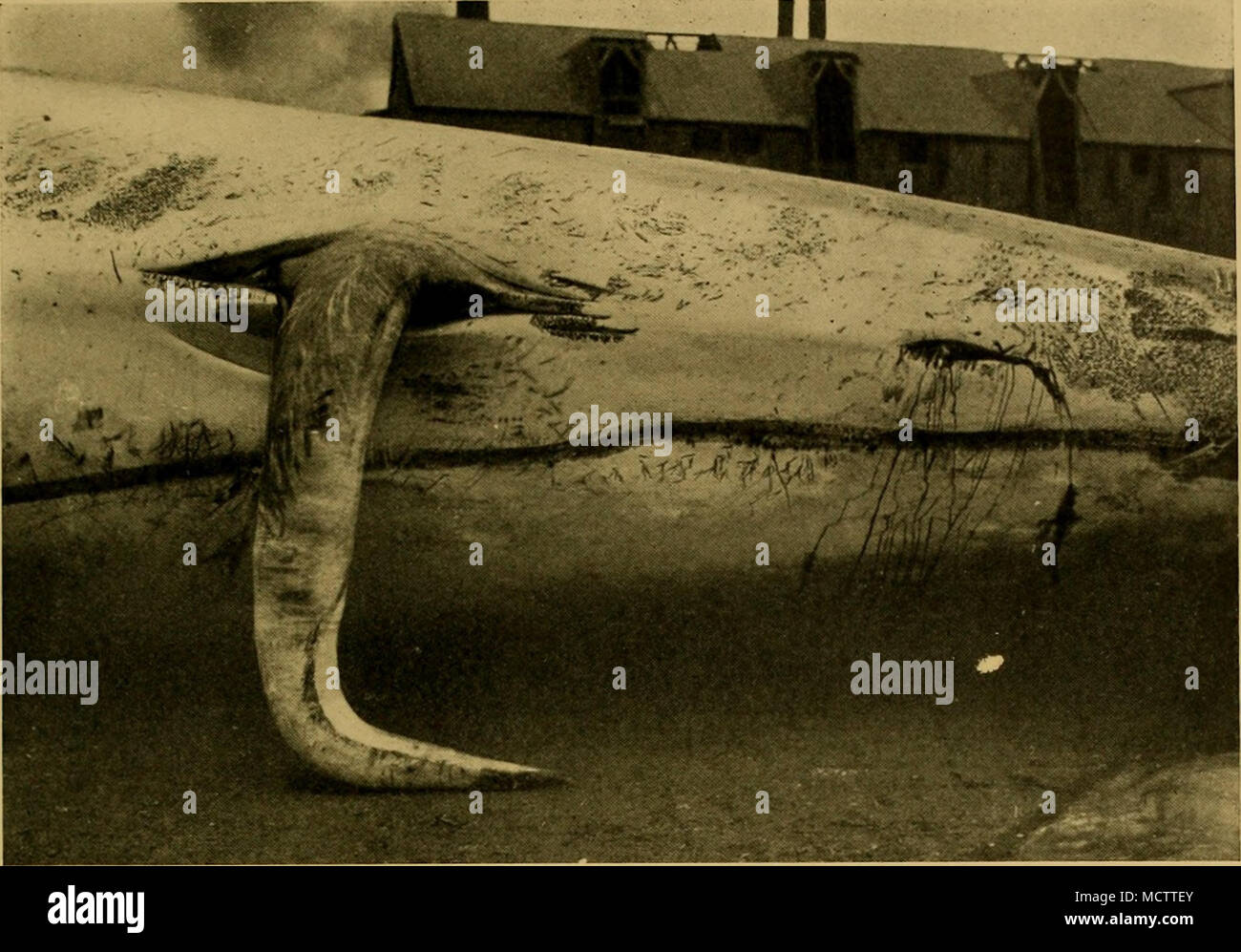 . Fig. i A. Saunders phot Stock Photo - Alamy