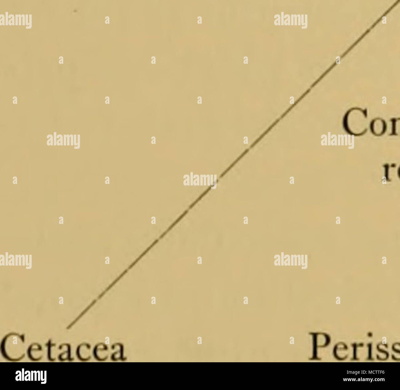 . Condylarthra and related forms Creodonta Perissodactyles ...