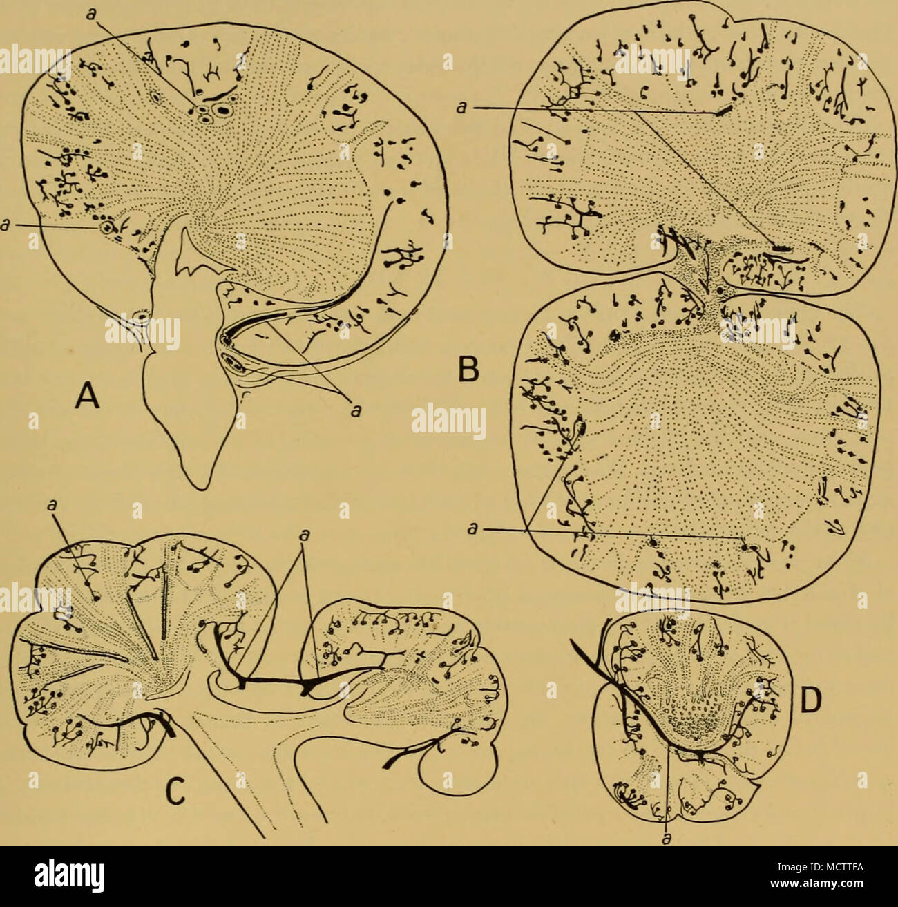 Glomeruli Stock Photos & Glomeruli Stock Images - Alamy