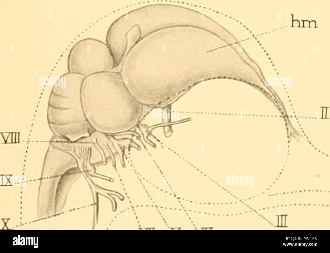 . XL--- SI Y 'm Fig. 4. Right side of the brain of Gentoo penguin ...