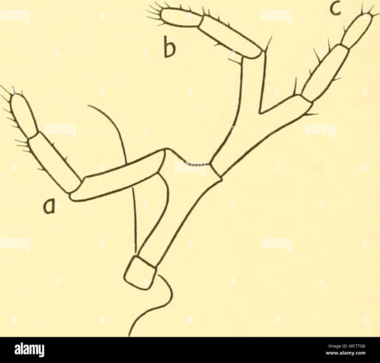 Pycnogonida hi-res stock photography and images - Alamy