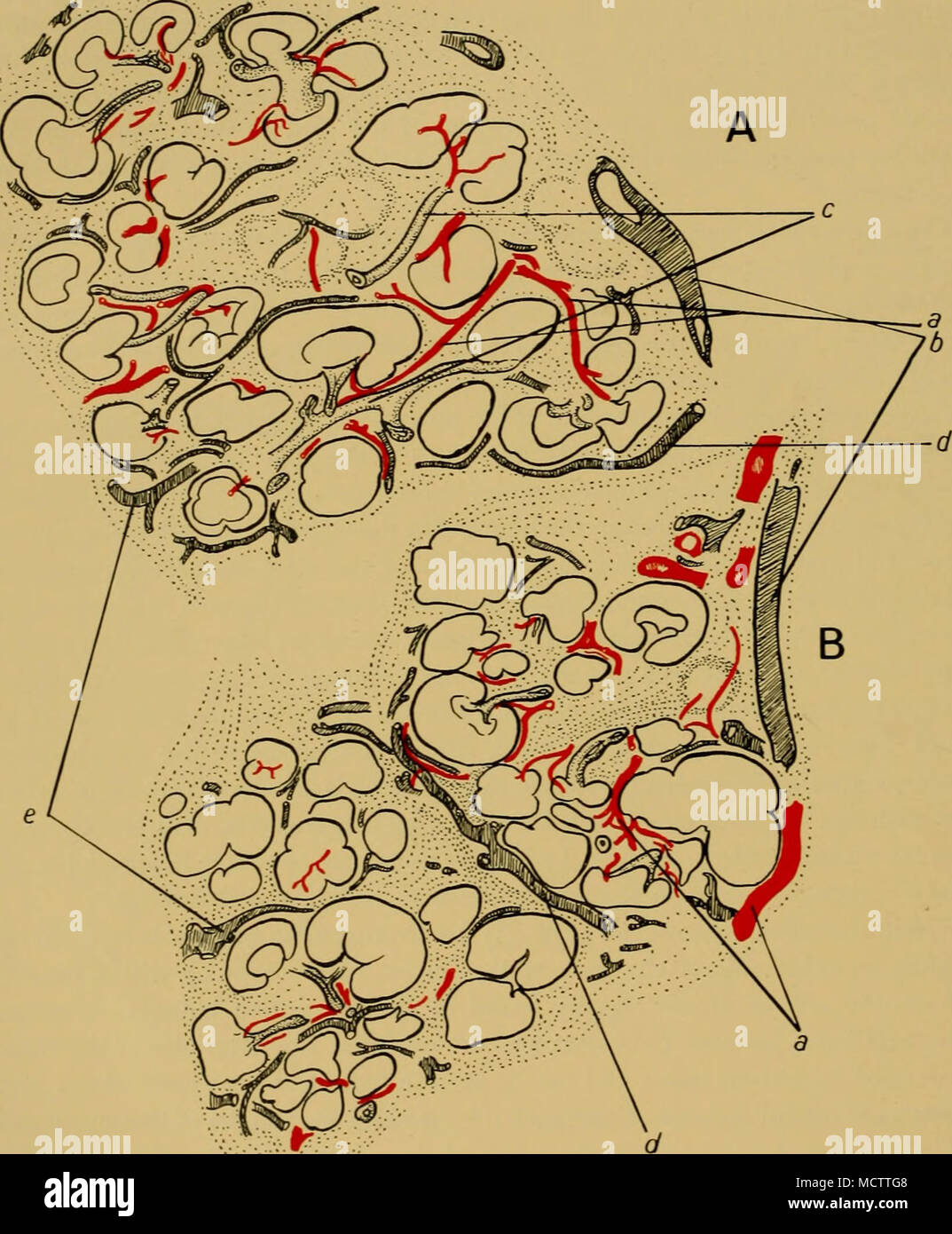 . Fig. 33. Horizontal section across the renculi of the left kidney of ...