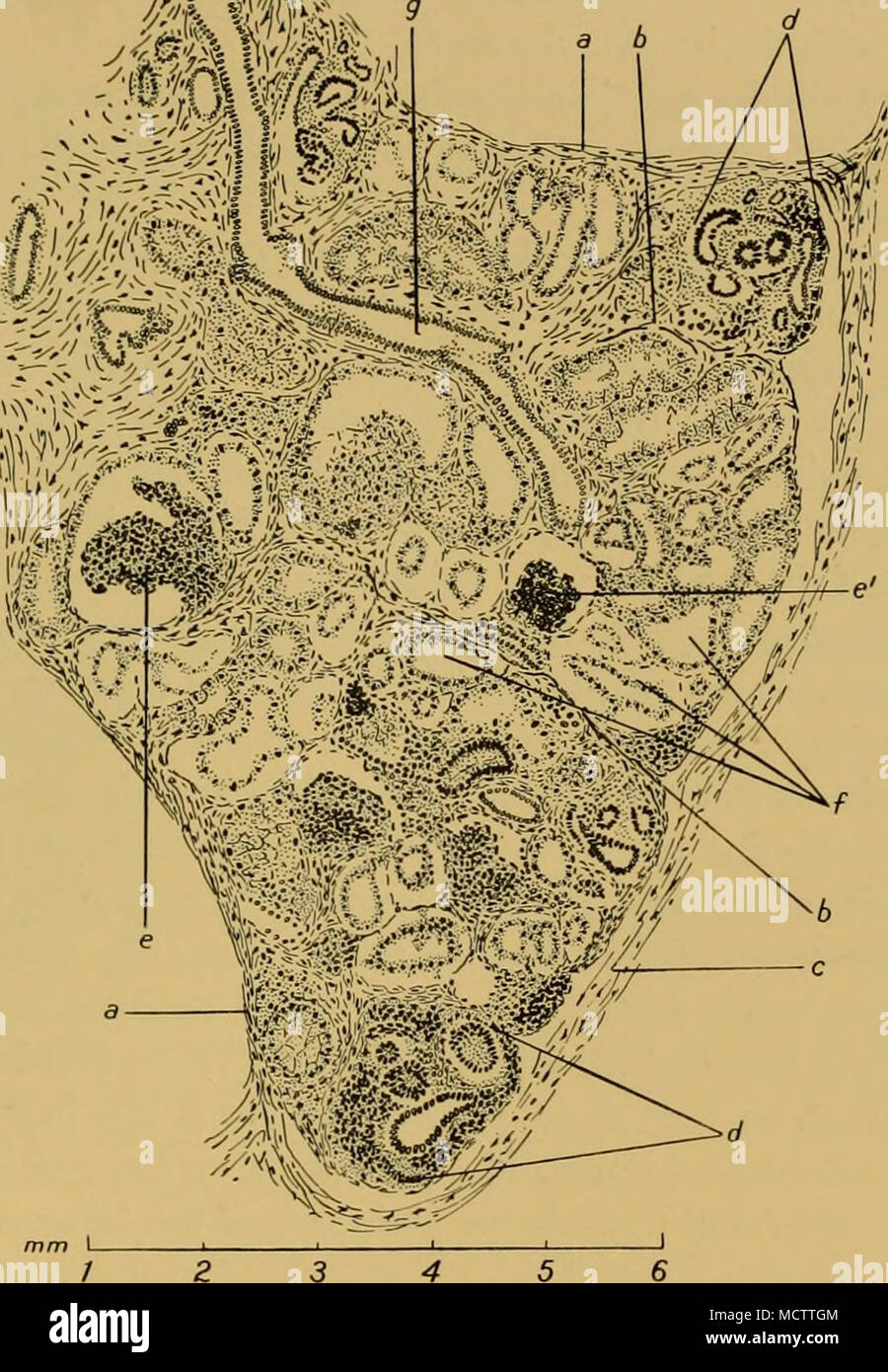 Collecting tubule hi-res stock photography and images - Alamy