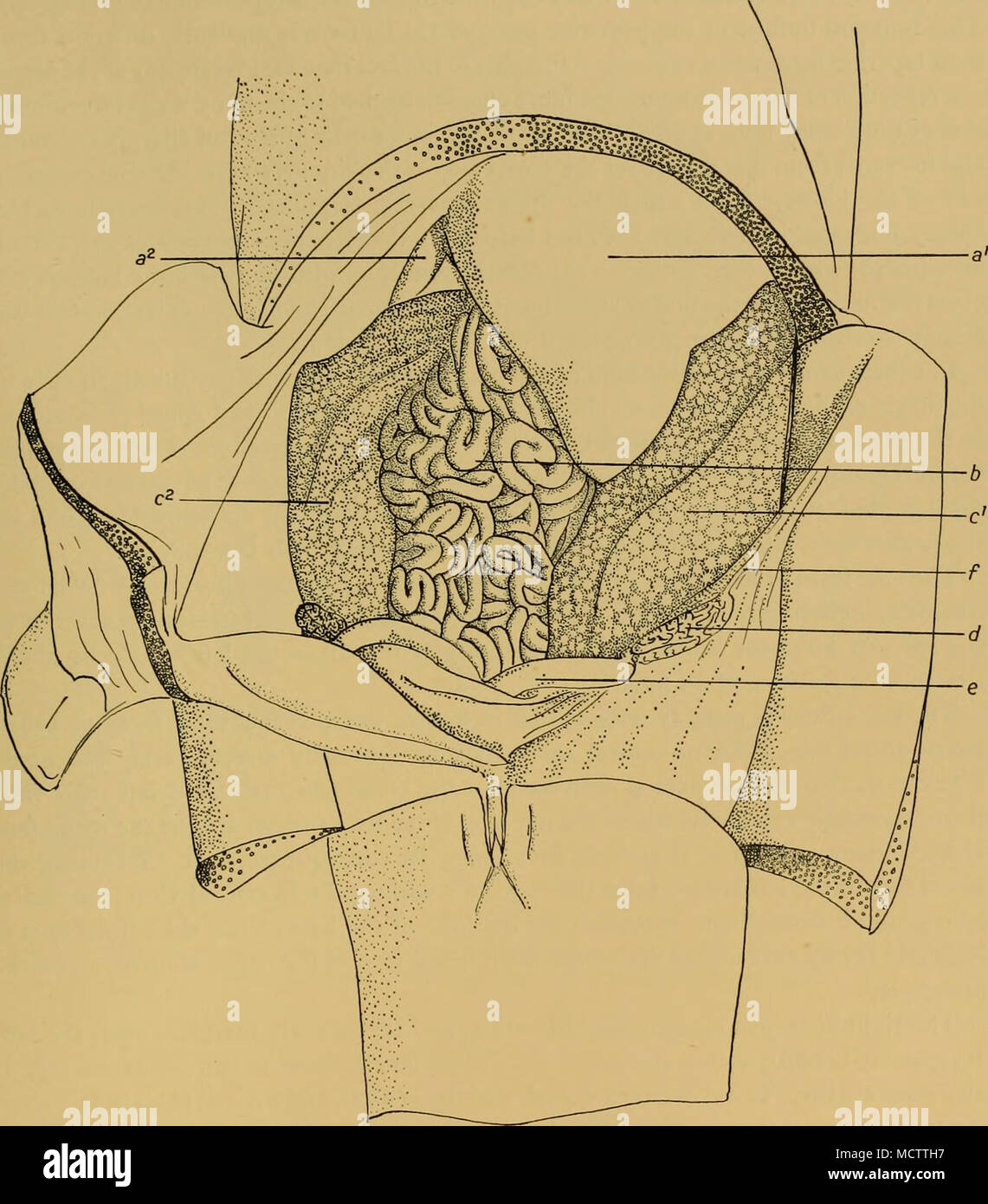 . Fig. 21. Viscera of a female Fin whale foetus 1-73 m. in length, in ...