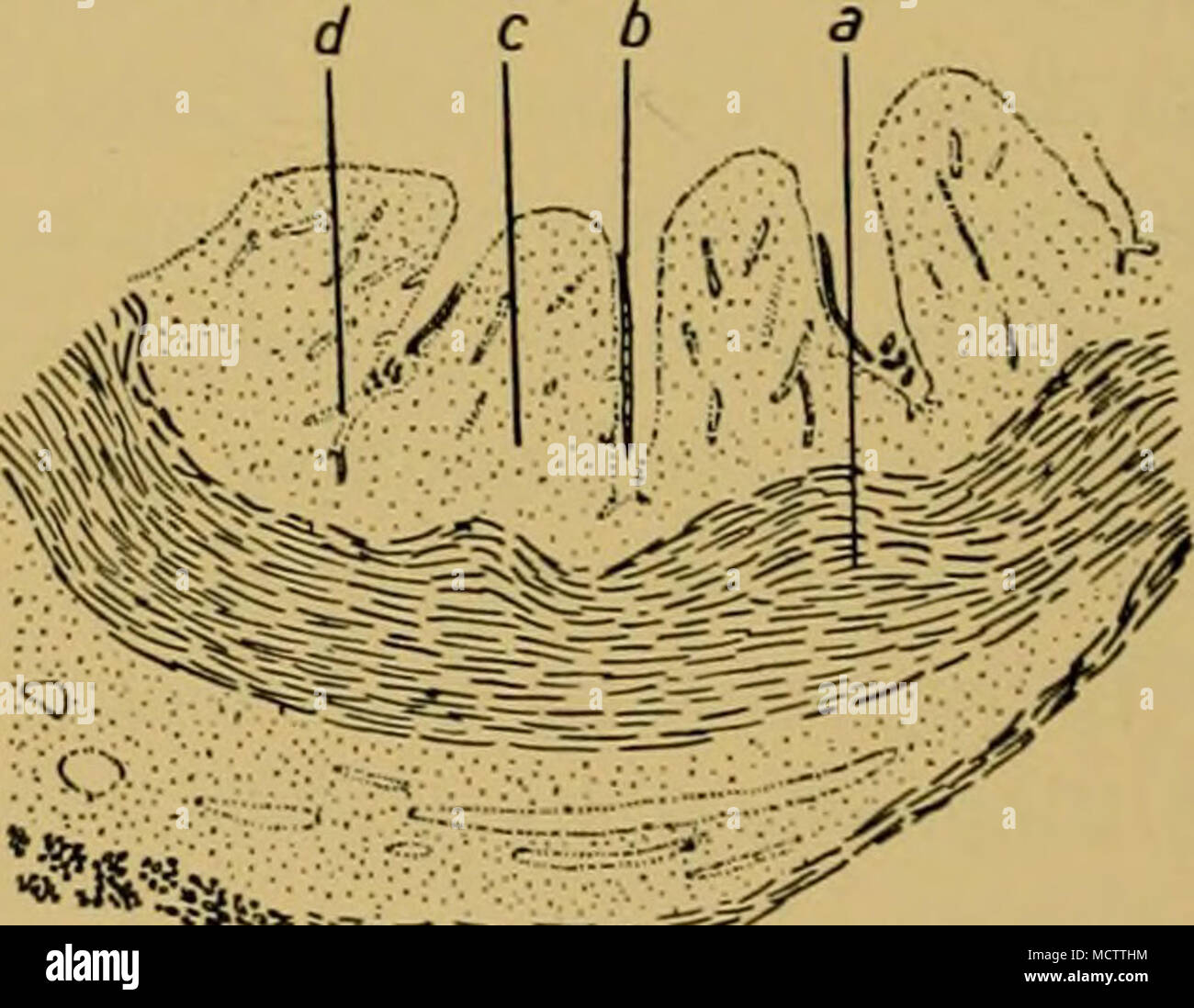 . Fig. 16. Transverse section of part of the wall of the uterine cornu ...