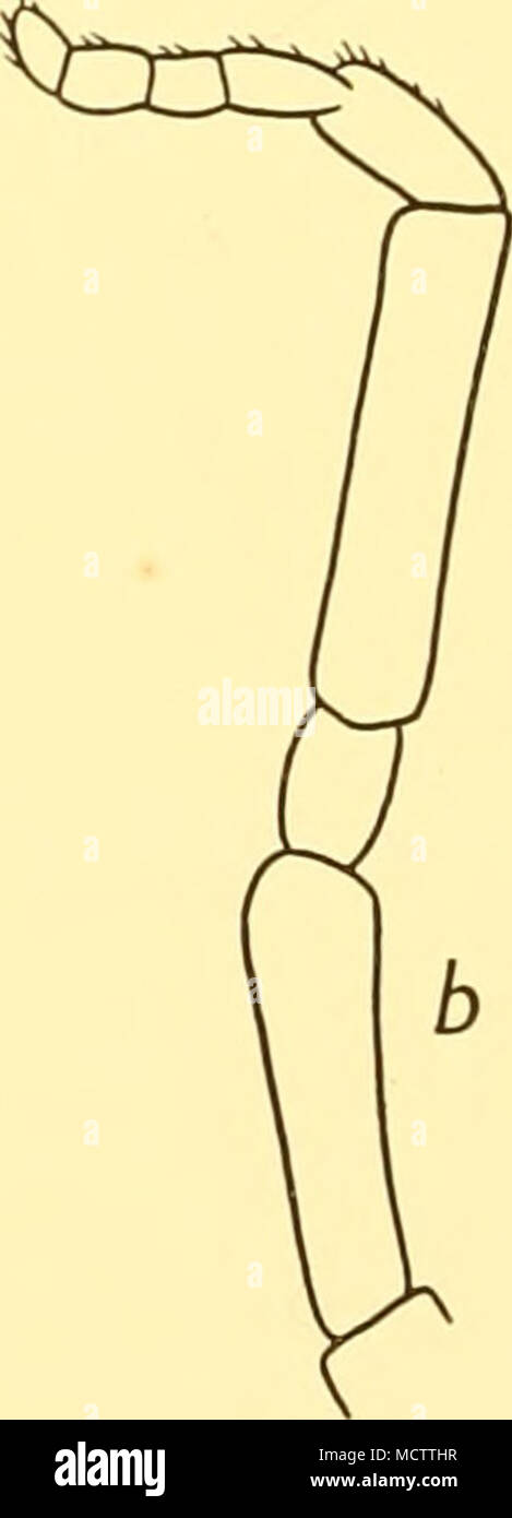 . Fig. 58. Ammothea, s^.} St. WS 216: «. Oviger: X15. 6. Right palp ...