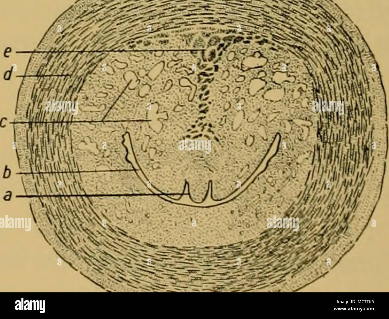 . a. Seminal pores. b. Urino-genital canal. c. Glandulae urethrales. d ...