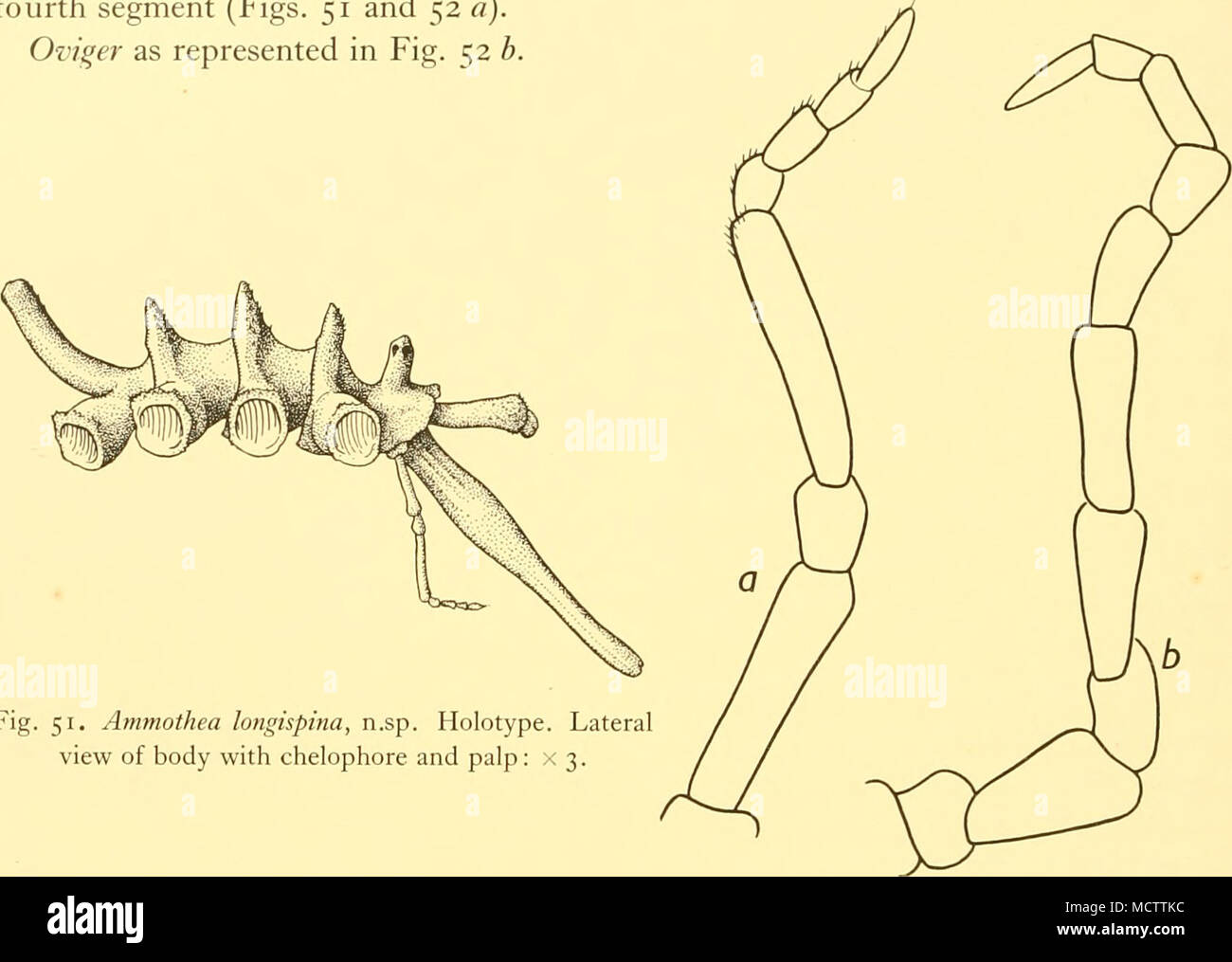 Short conical body hi-res stock photography and images - Alamy