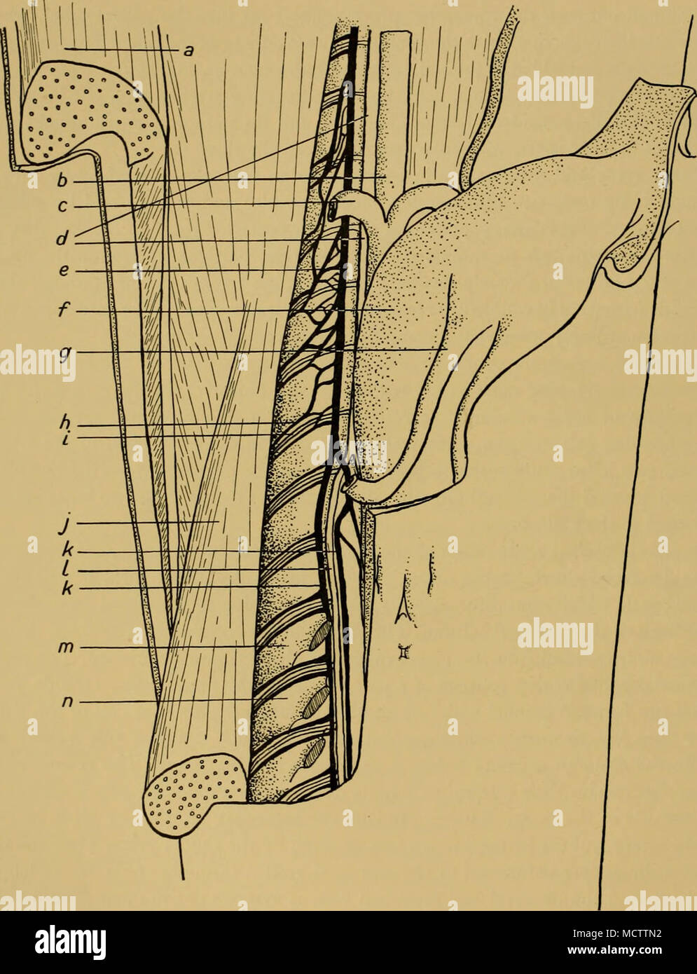 . Fig. 5. The lumbar venous plexus. a, Rectus abdominis muscle h ...