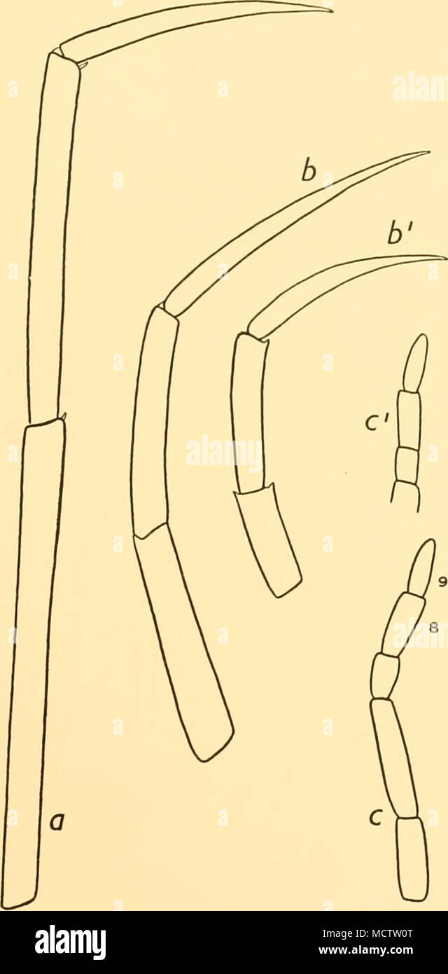Fig. 6. Colossendeis frigida, Hodgson: a. Terminal segments of third ...