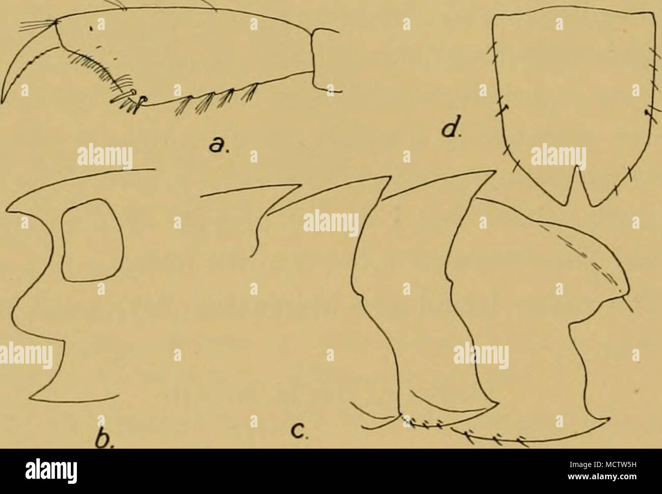 Carinate hi-res stock photography and images - Alamy