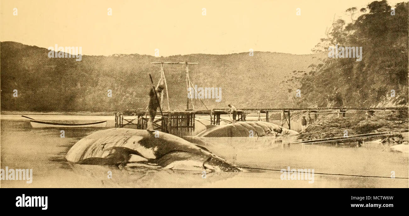 . NEW ZEALAND WHALING Stock Photo - Alamy
