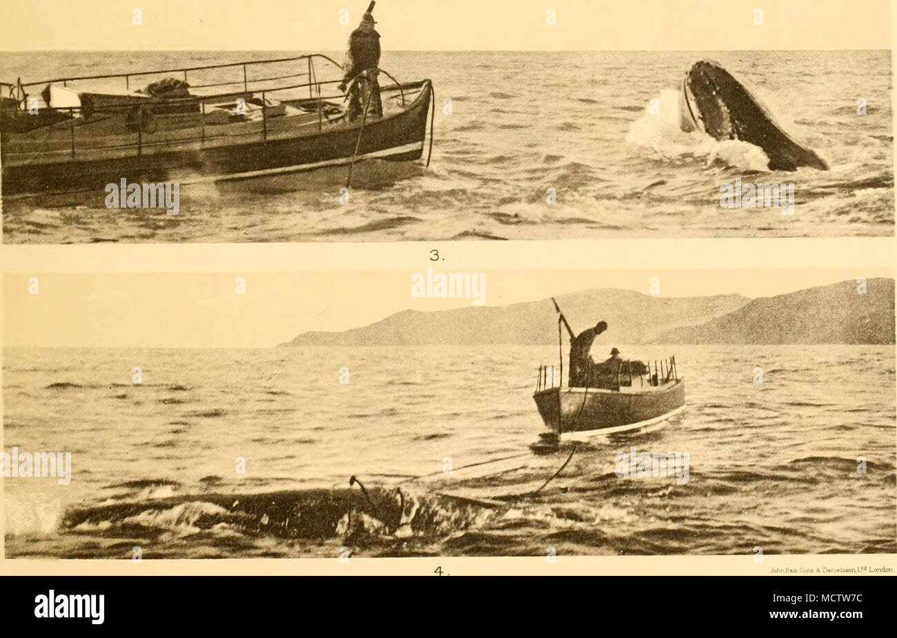 . NEW ZEALAND WHALING Stock Photo - Alamy