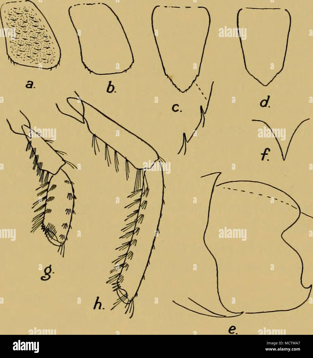 . Fig. 97. Oradarea tridentata, n.sp. a. Side-plate 1 with sculpture, b ...