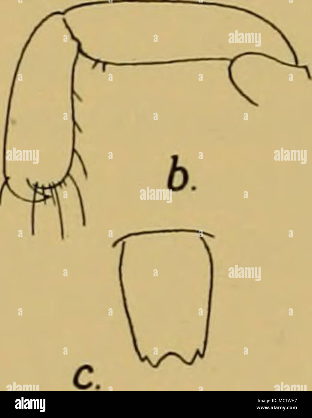 . Fig. 66. Iphimedia capicola, n.sp. a. Peraeon segment 7 and pleon ...