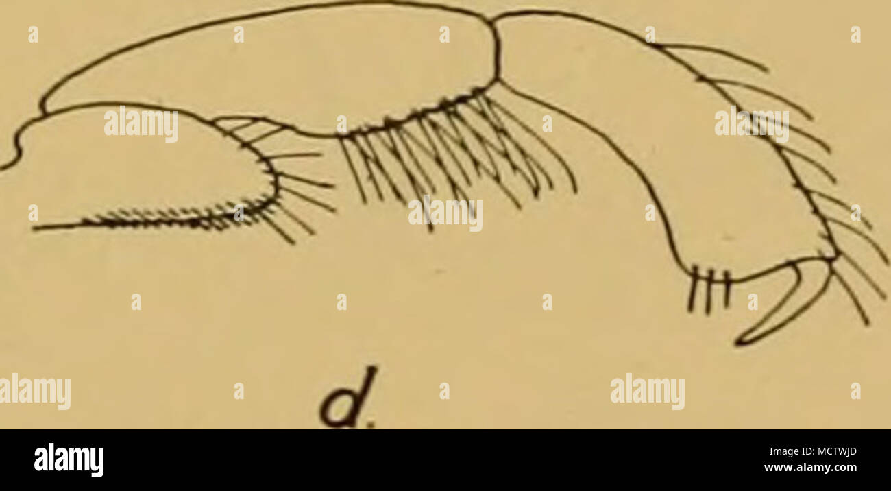 . Fig. 60. Proboloides crenatipalmatus (Stebb.). a. Gnathopod 2 of ...