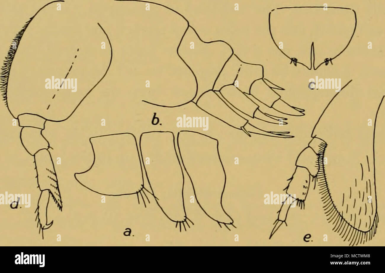 . Fig. 40. Byblis antarctica, Schell. a. Side-plates 2-4. b. Pleon ...