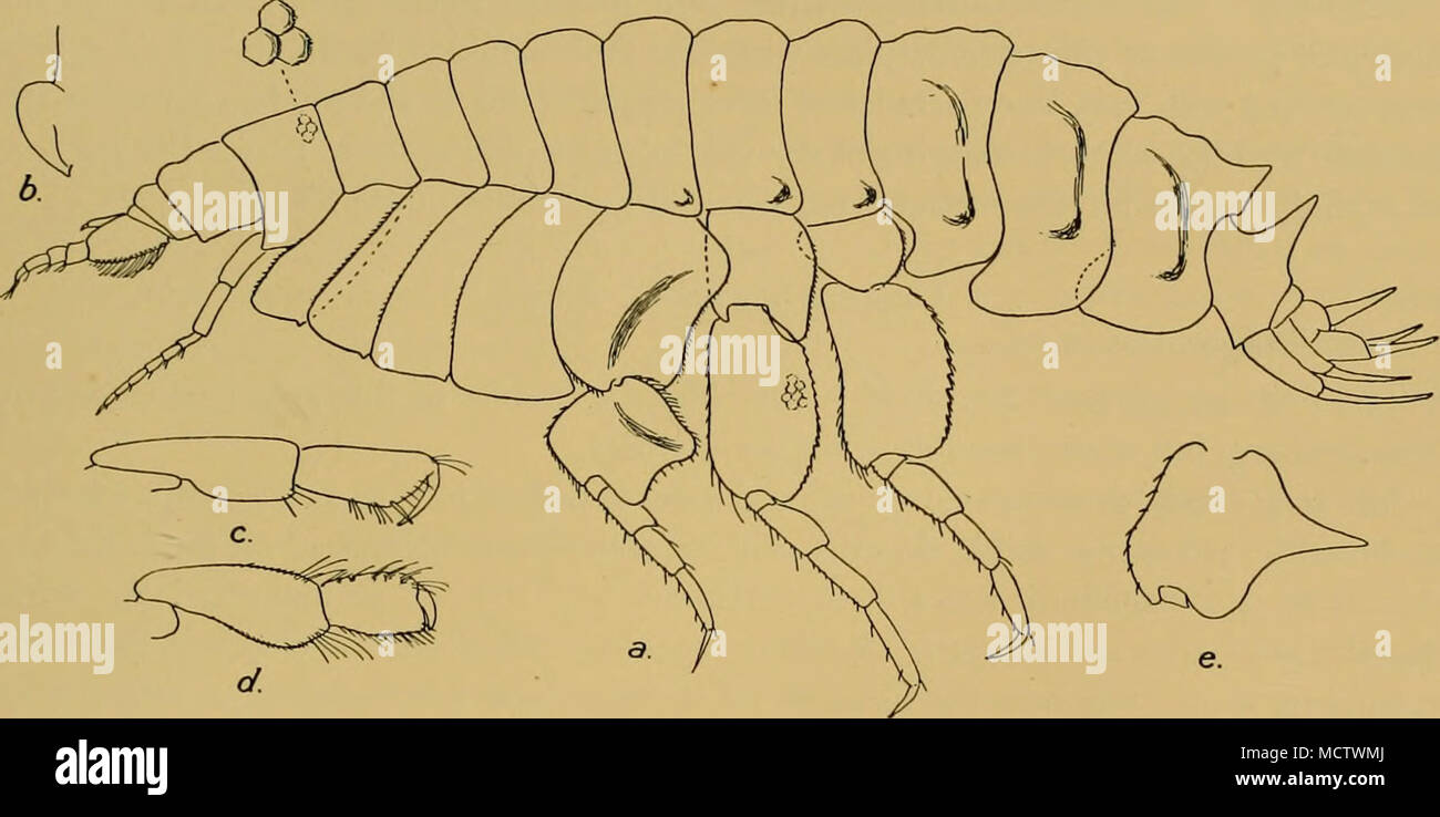 . Fig. 24. Lepidepecreoides xenopus, Brnrd. a. General view ...
