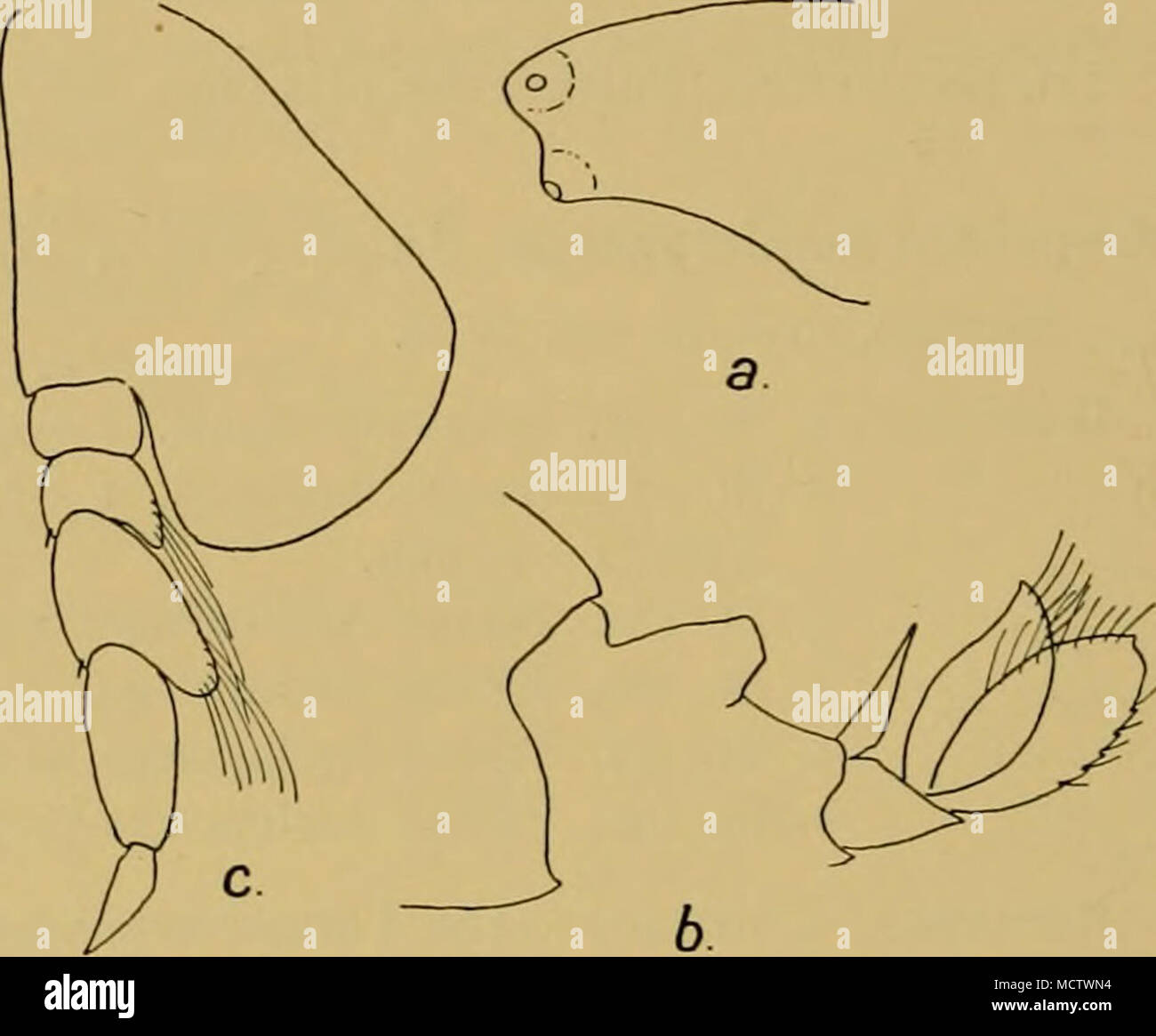 . Ampelisca statenensis, n.sp. (Fig. 39). Occurrence: St. WS 88. Cape ...