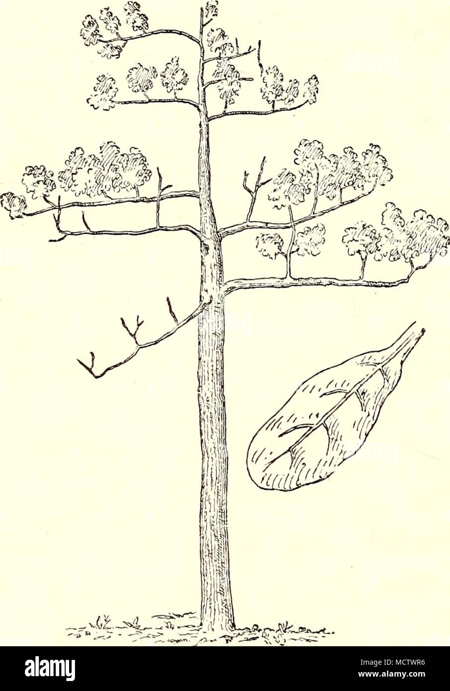 . SKETCH OF A PECULIAR TREE MET WITH IN SUK. LEAF NATURAL SIZE Stock ...