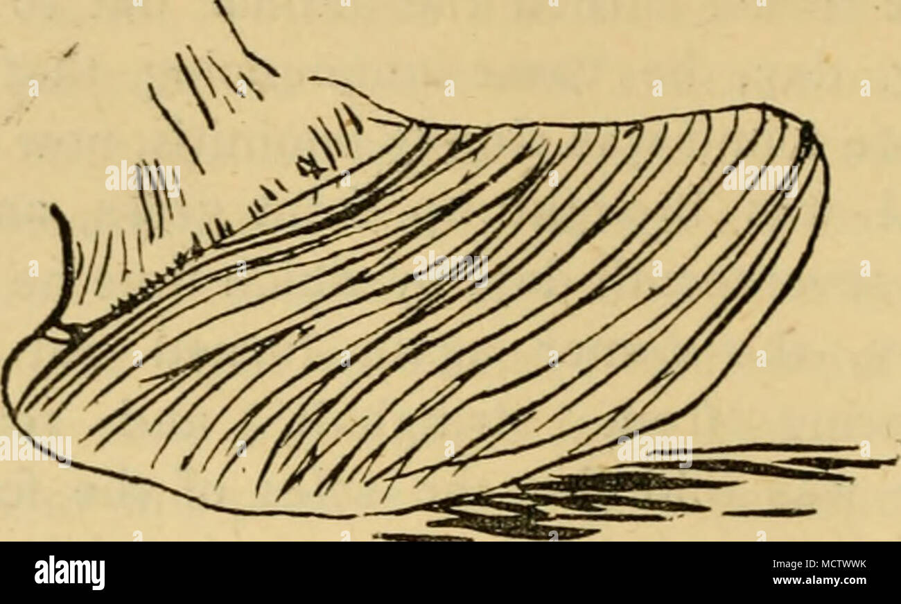 Round convex foot hi-res stock photography and images - Alamy