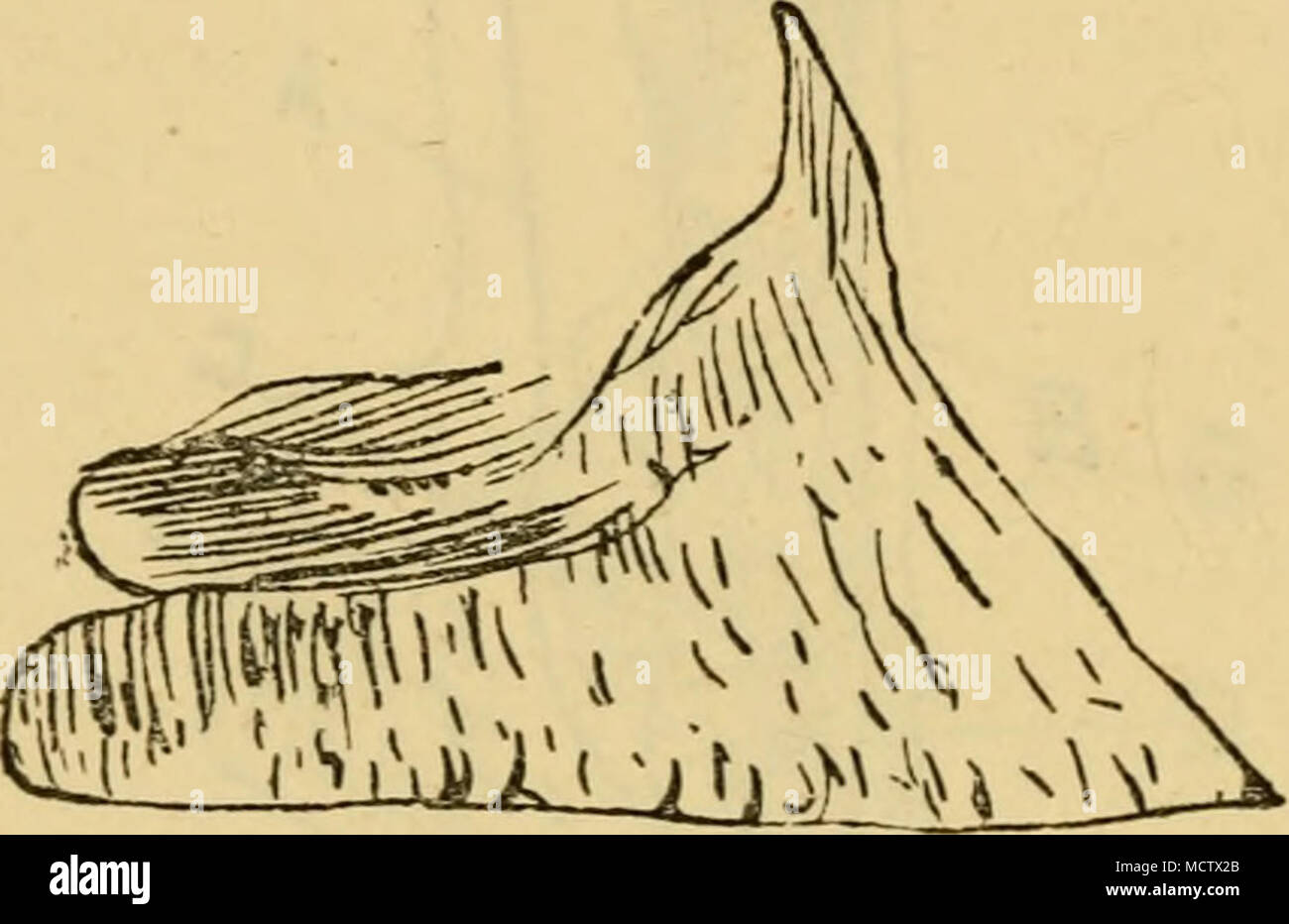 . reference to the accompanying picture of the coffin bone, it is seen ...