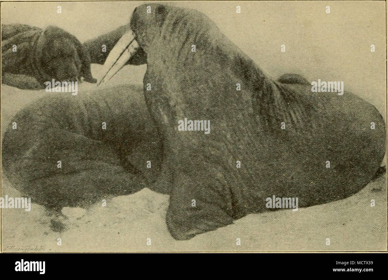 . THE WALRUS—THESE ANIMALS KEPT DR. COOK AND HIS PARTY ALIVE ON THEIR ...