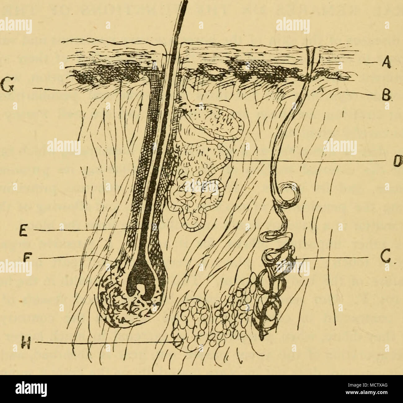 Skin cells magnified hi-res stock photography and images - Alamy