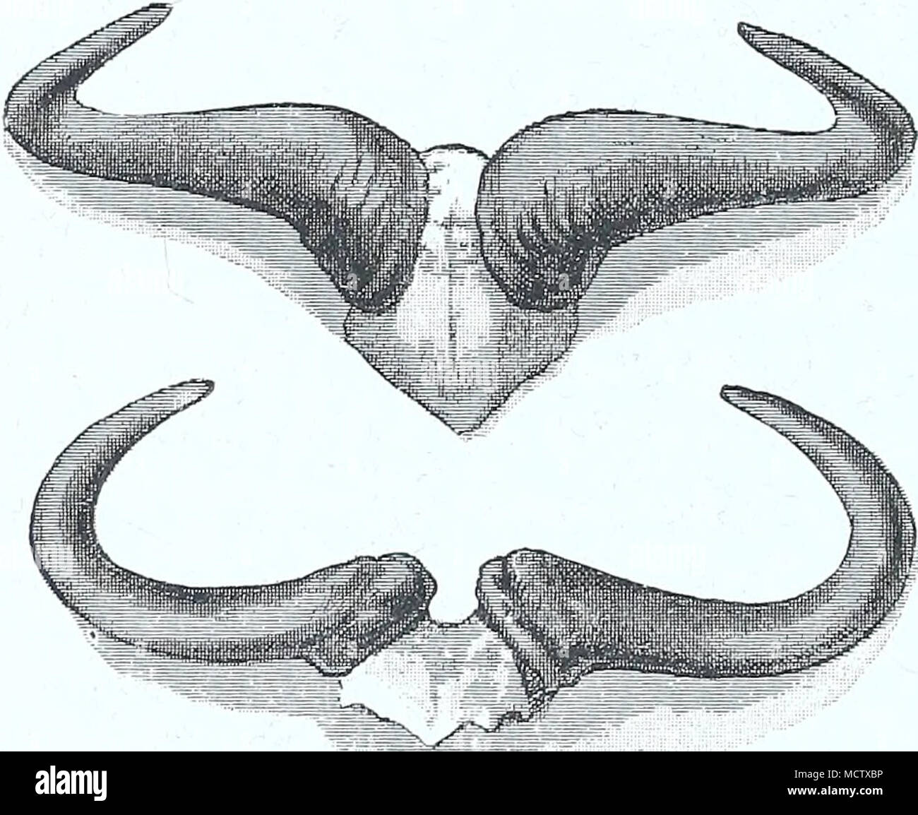 . HORNS OF THE GNU-ANTELOPE Stock Photo - Alamy