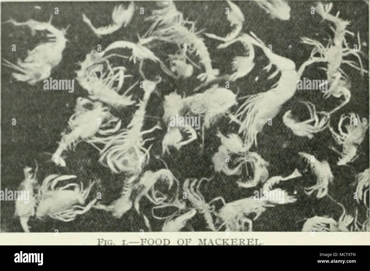 Two plaice hi-res stock photography and images - Alamy