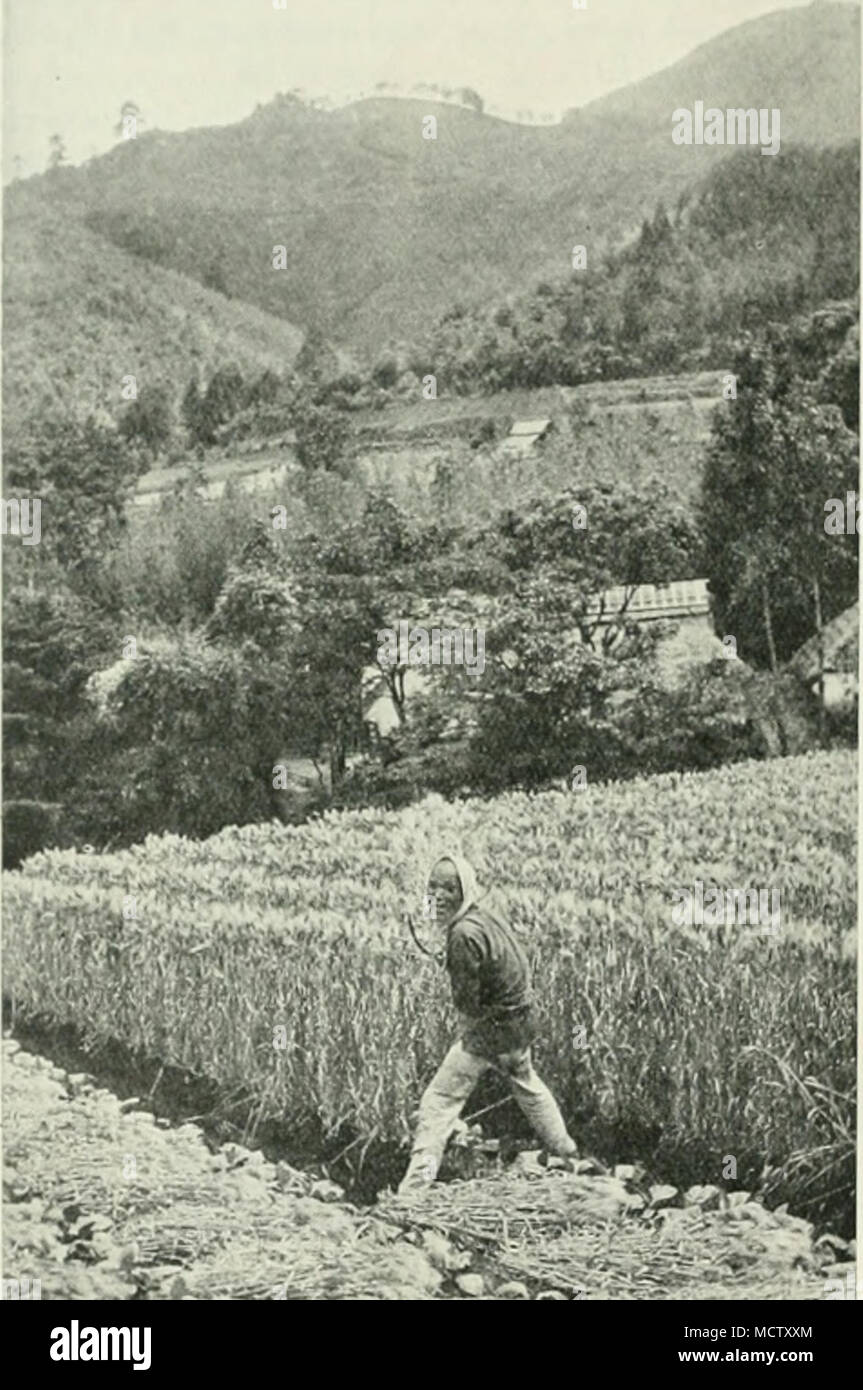 Knee deep in mud hi-res stock photography and images - Alamy