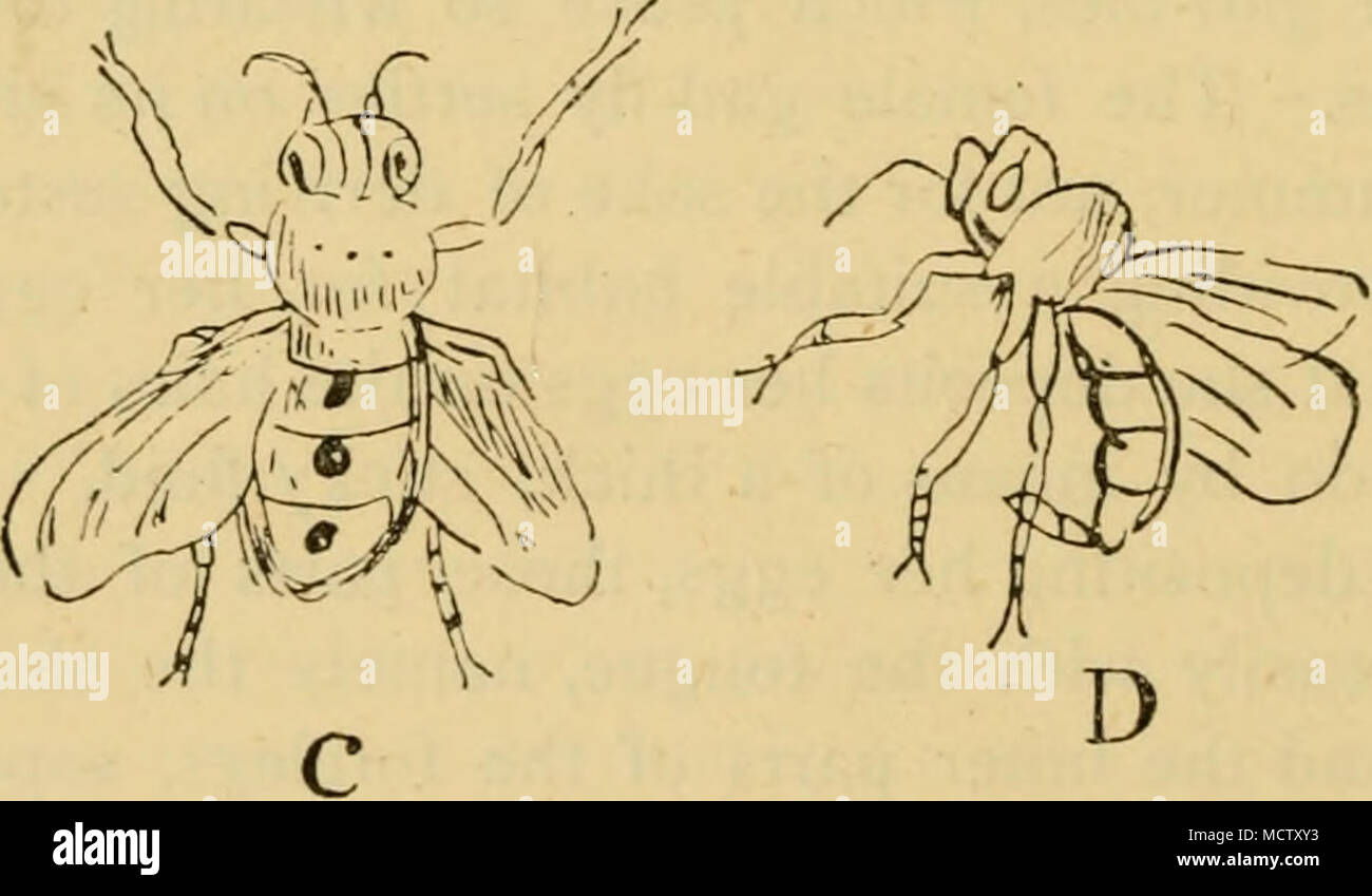 . The accompanying pictures show the various forms assumed by the ...