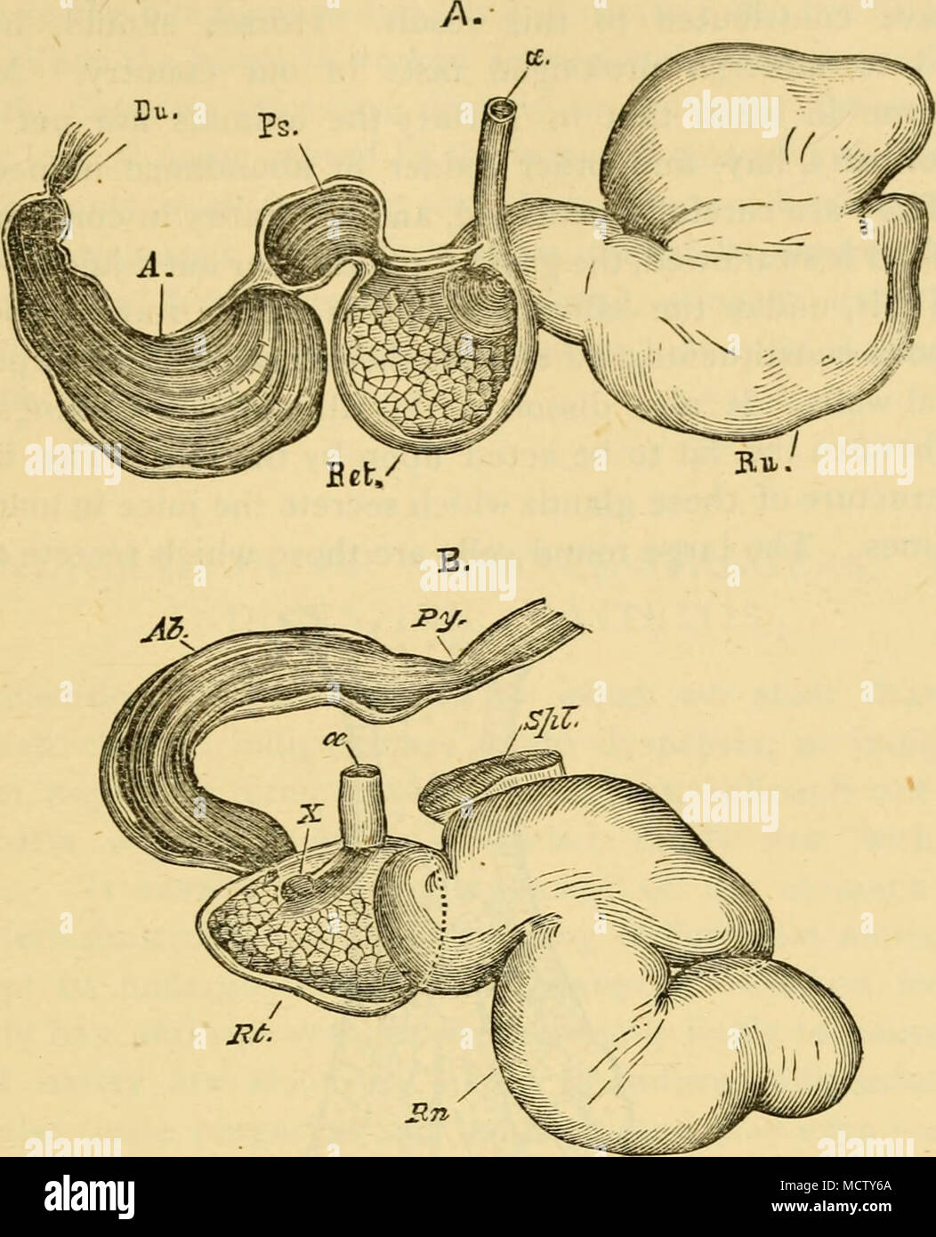 Sheep Stomach Stock Photos & Sheep Stomach Stock Images - Alamy