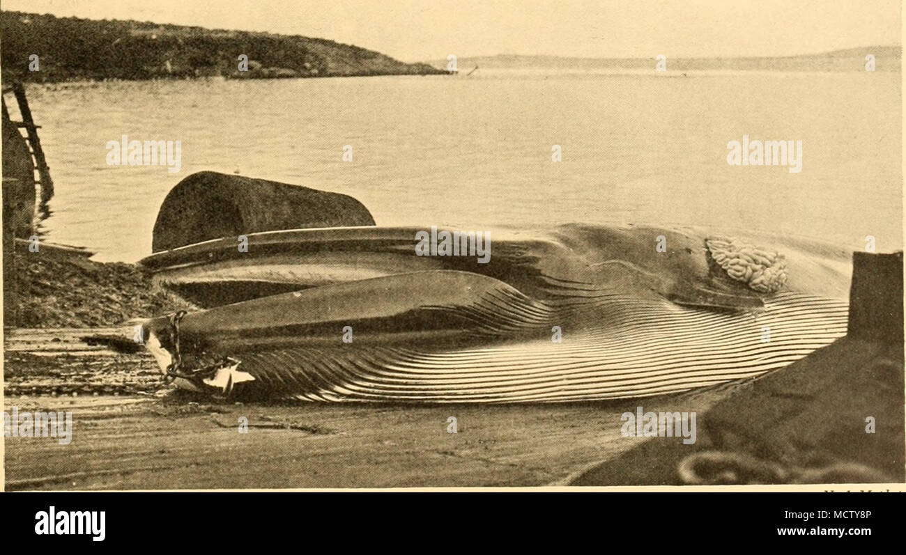 . N.A.M. phot. Fig. 2 SOUTHERN BLUE AND FIN WHALES Stock Photo - Alamy