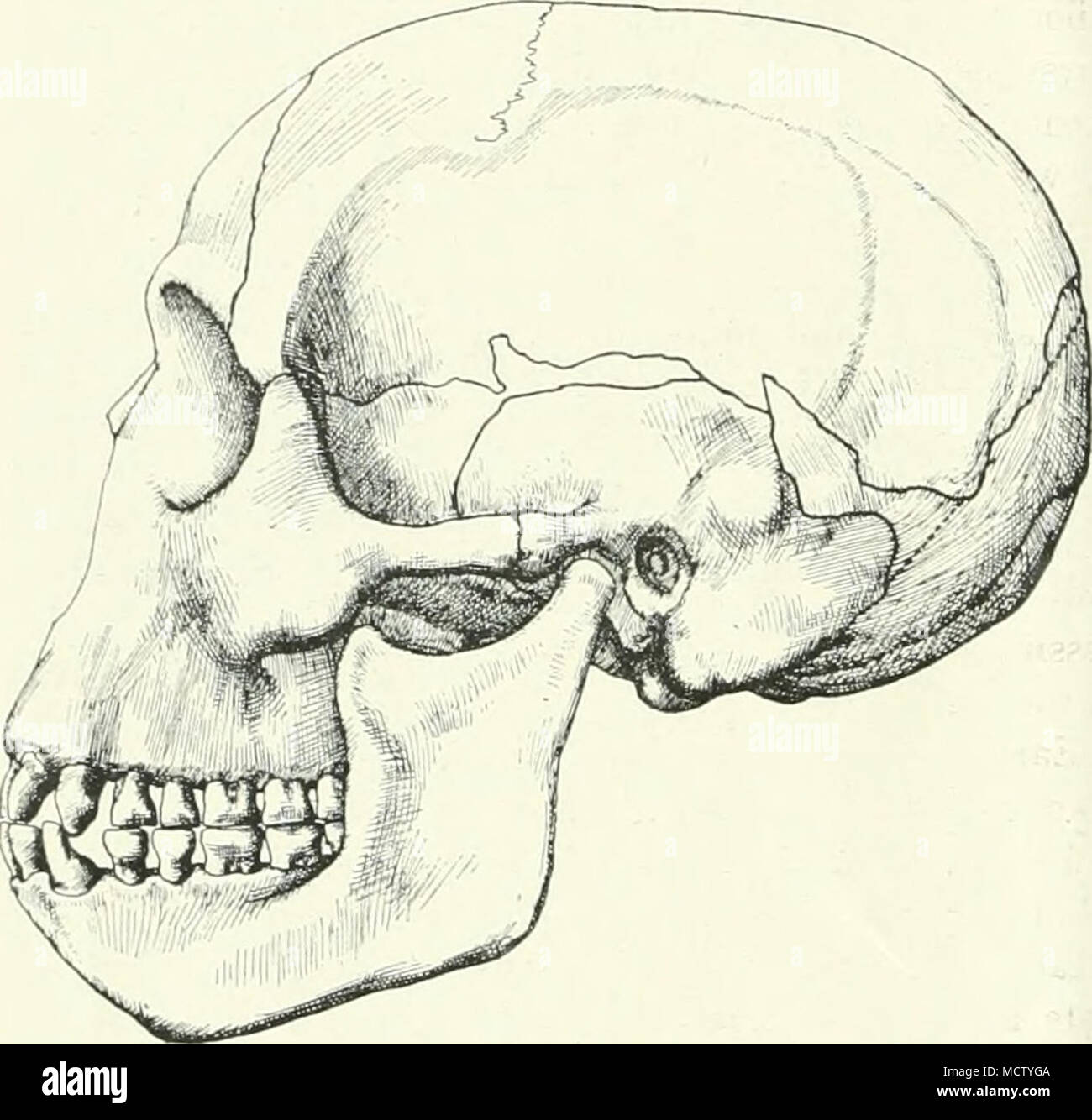 Skull without lower jaw hi-res stock photography and images - Alamy