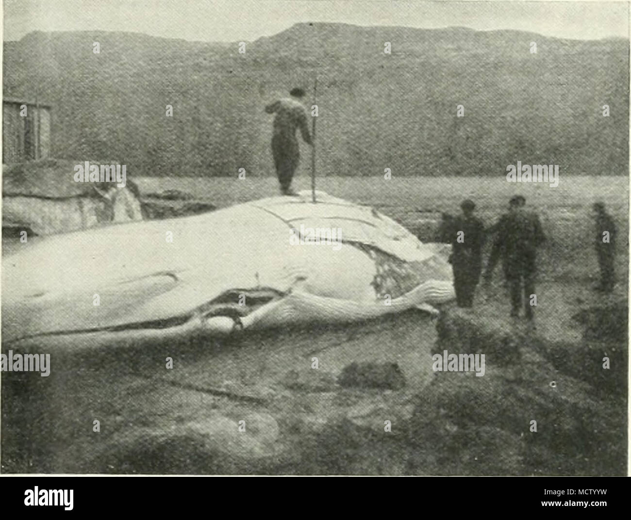 Whale being brought in whale being brought in hi-res stock photography ...