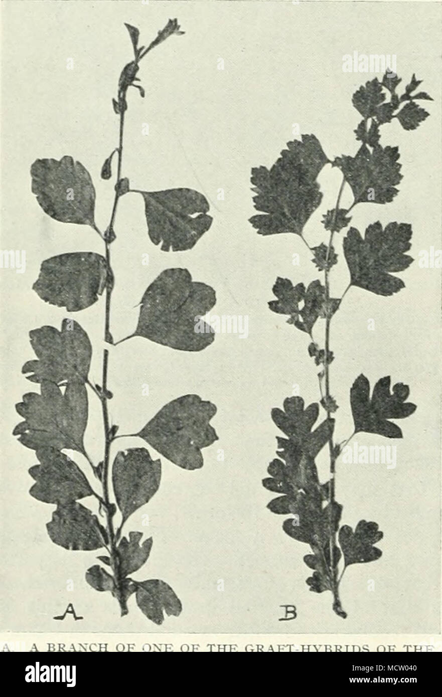 . A BR.NCH OF ONE OF THE GRAFT-HYBRIDS OF THE SIEDLAR AND THE H.^WTHORX ...