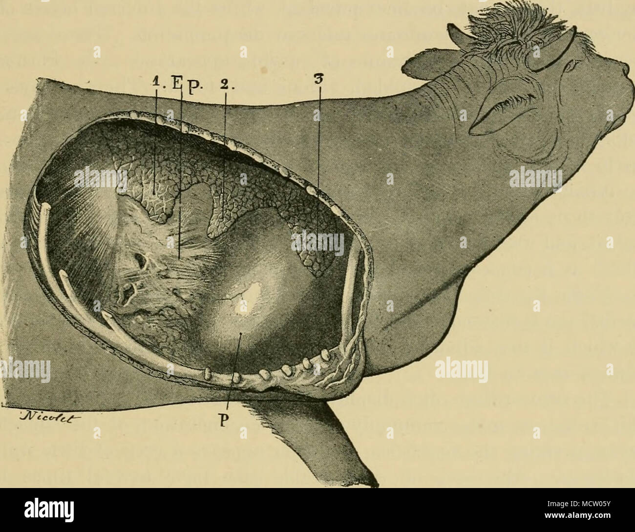 Pleural membranes hi-res stock photography and images - Alamy