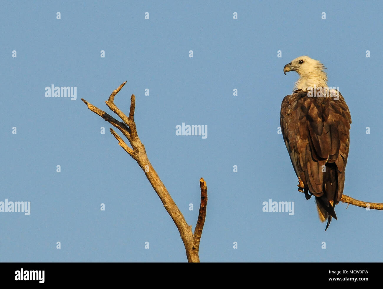 White-bellied Sea-Eagle bird (Haliaeetus leucogaster) sitting in a tree ...
