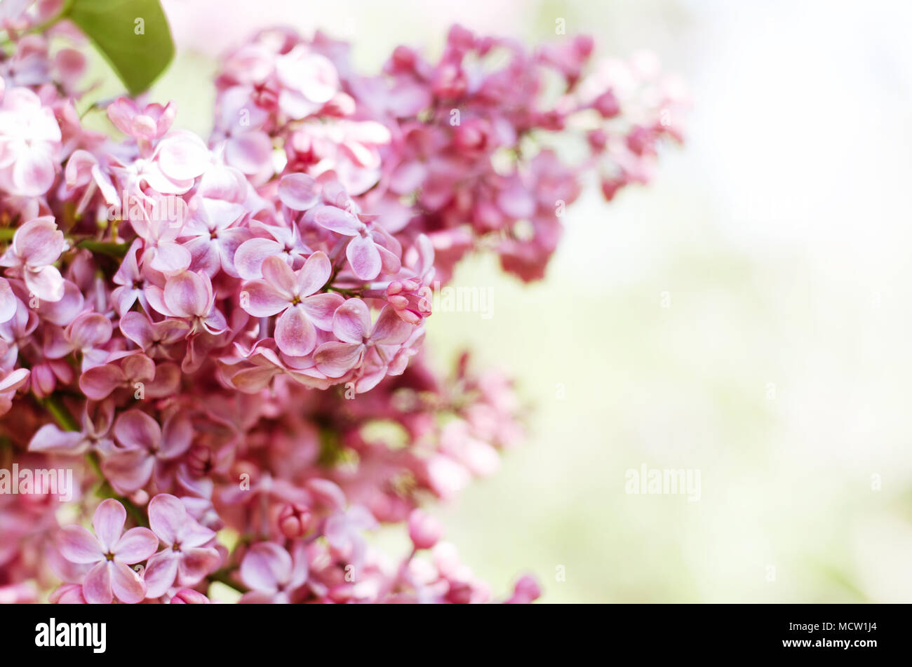 Purple and pink lilac flowers in a spring garden. Romantic season ...