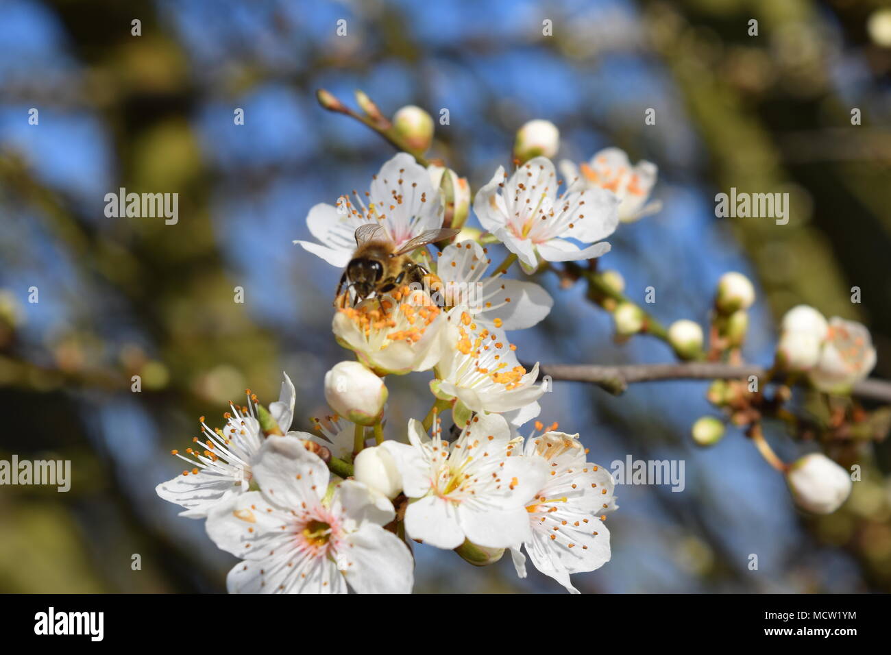 Honeybees wax pollen hi-res stock photography and images - Alamy