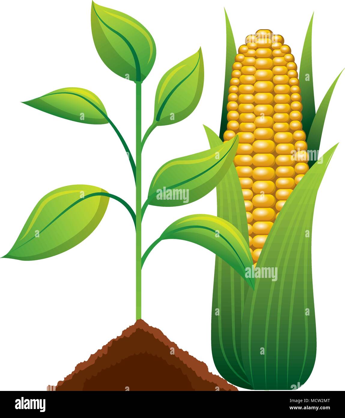 Corn Plant Clip Art