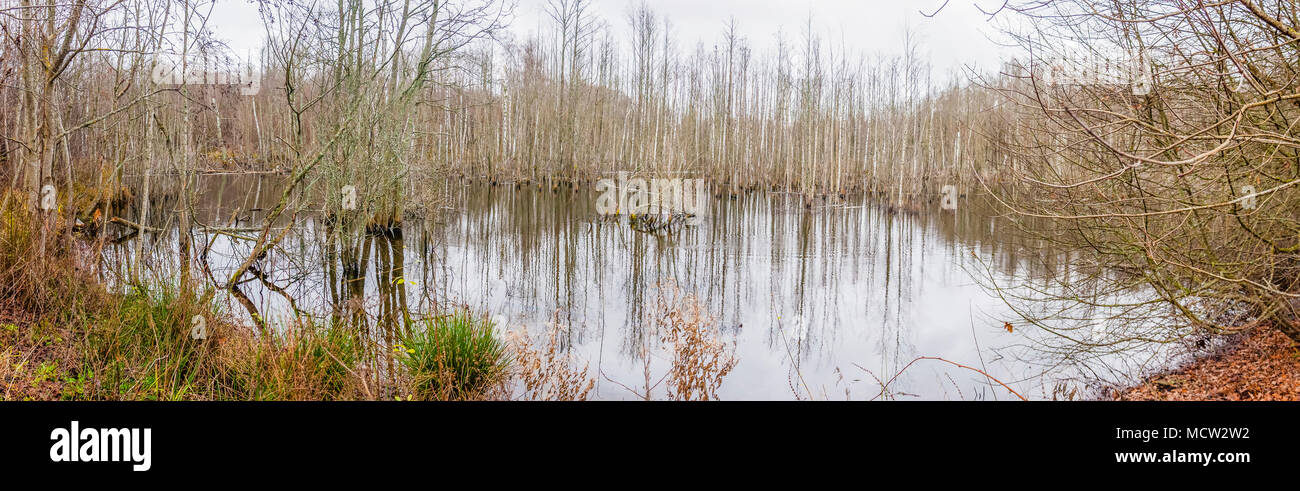 A swamp is an area of land permanently saturated, or filled, with water ...