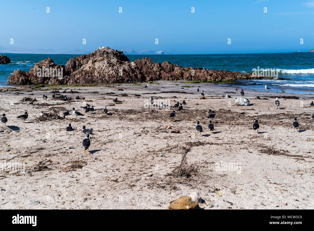 National Reserve of Paracas, Ica, Peru, South America Stock Photo - Alamy